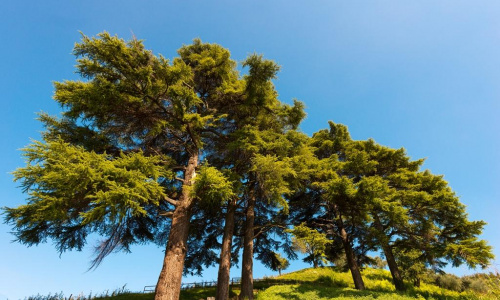 Sibírsky céder, Kanadský červený céder....ako to vlastne je? | RJR ...